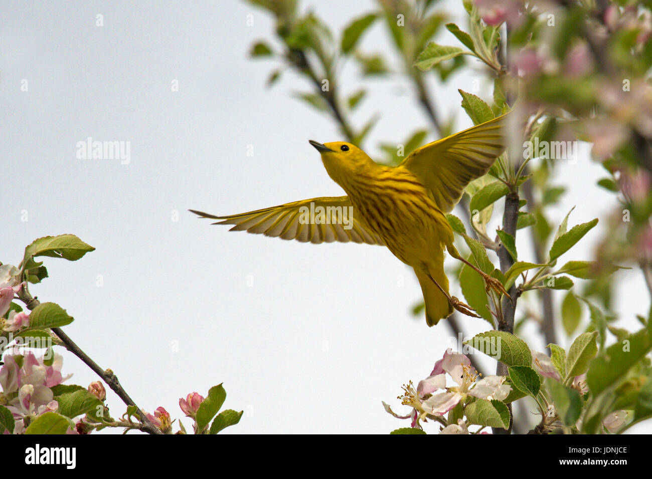 Yellow Warbler takes flight from budding apple tree with wings spread ...