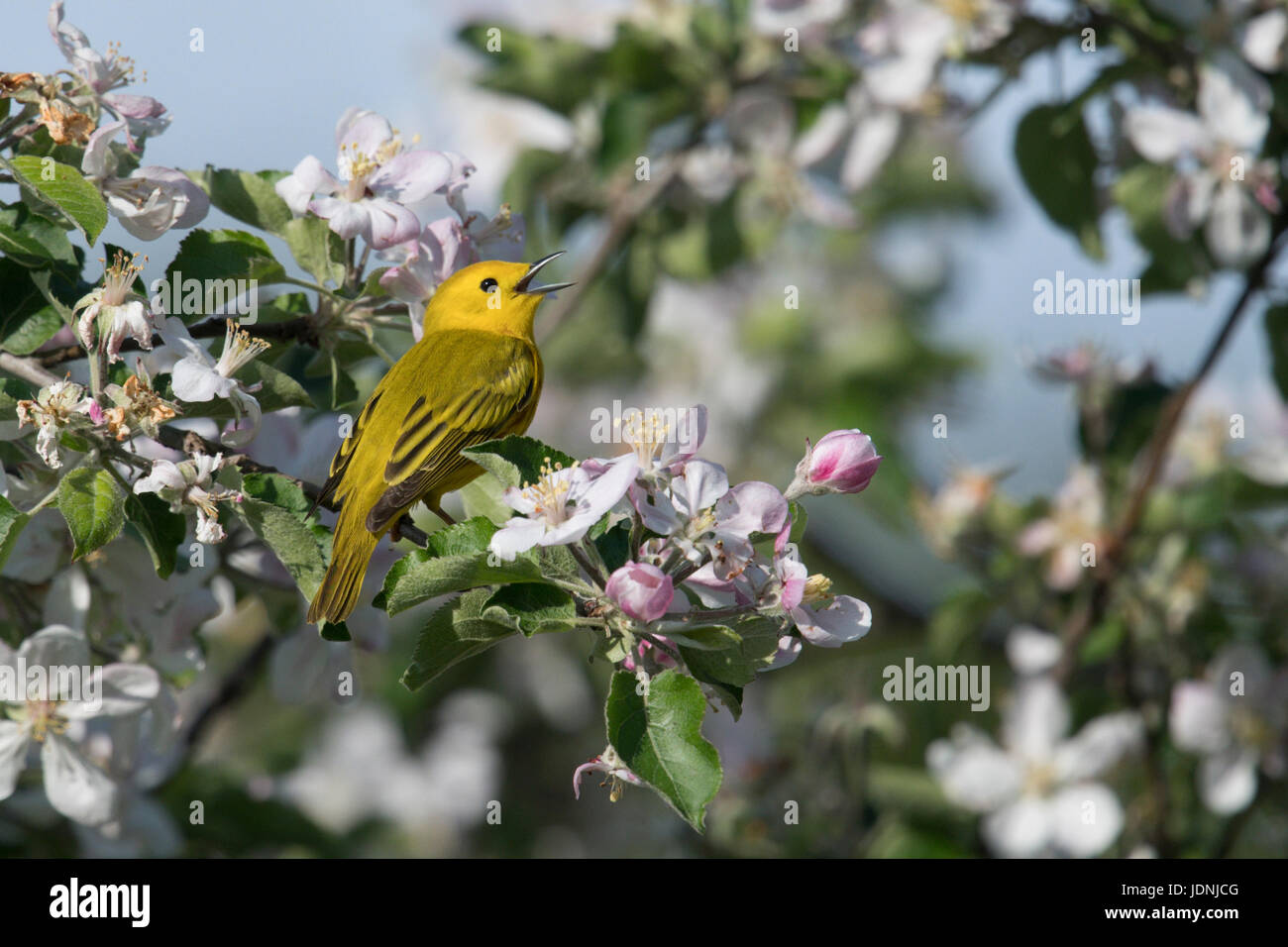 Sing bloom hi-res stock photography and images - Alamy