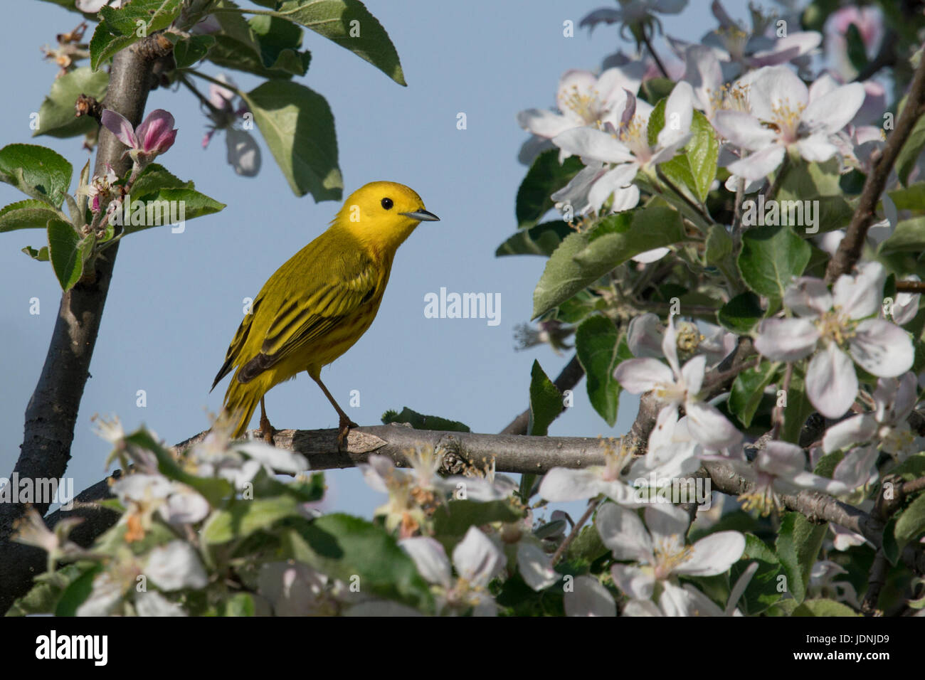 Yellow warbler in blossoms hi-res stock photography and images - Alamy