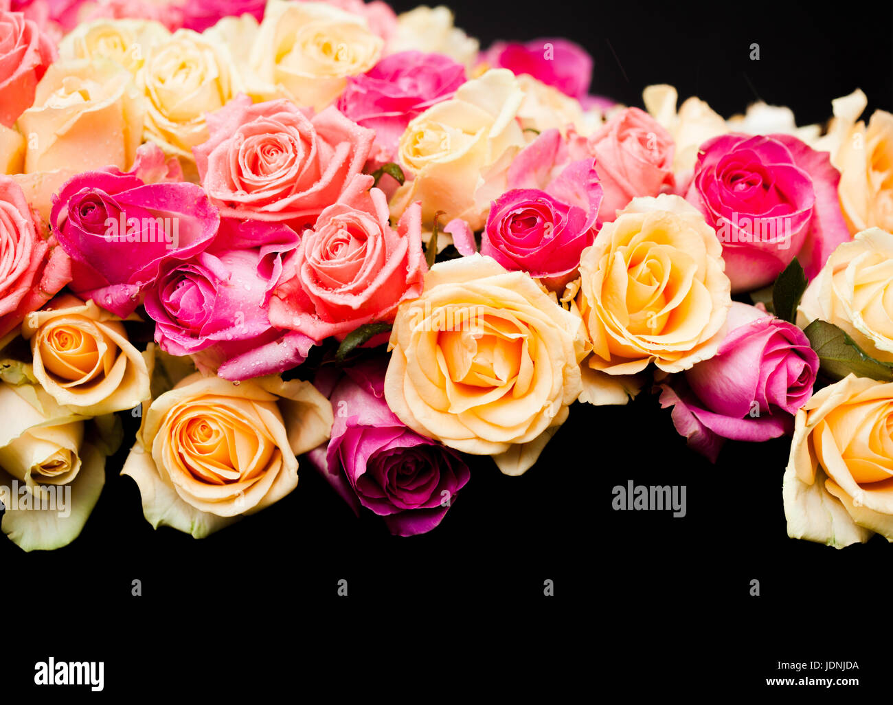 Luxury pink and beige roses border on the black background Stock Photo ...