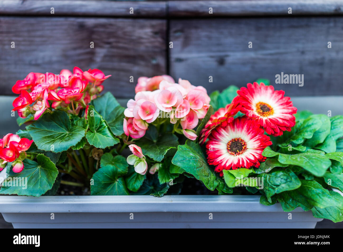 Red and pink begonia and gerbera daisy flowers macro closeup on window ...