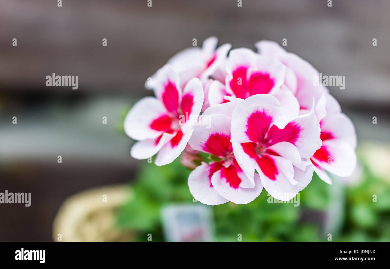 Red, white and pink geranium flowers macro closeup on window sill ...
