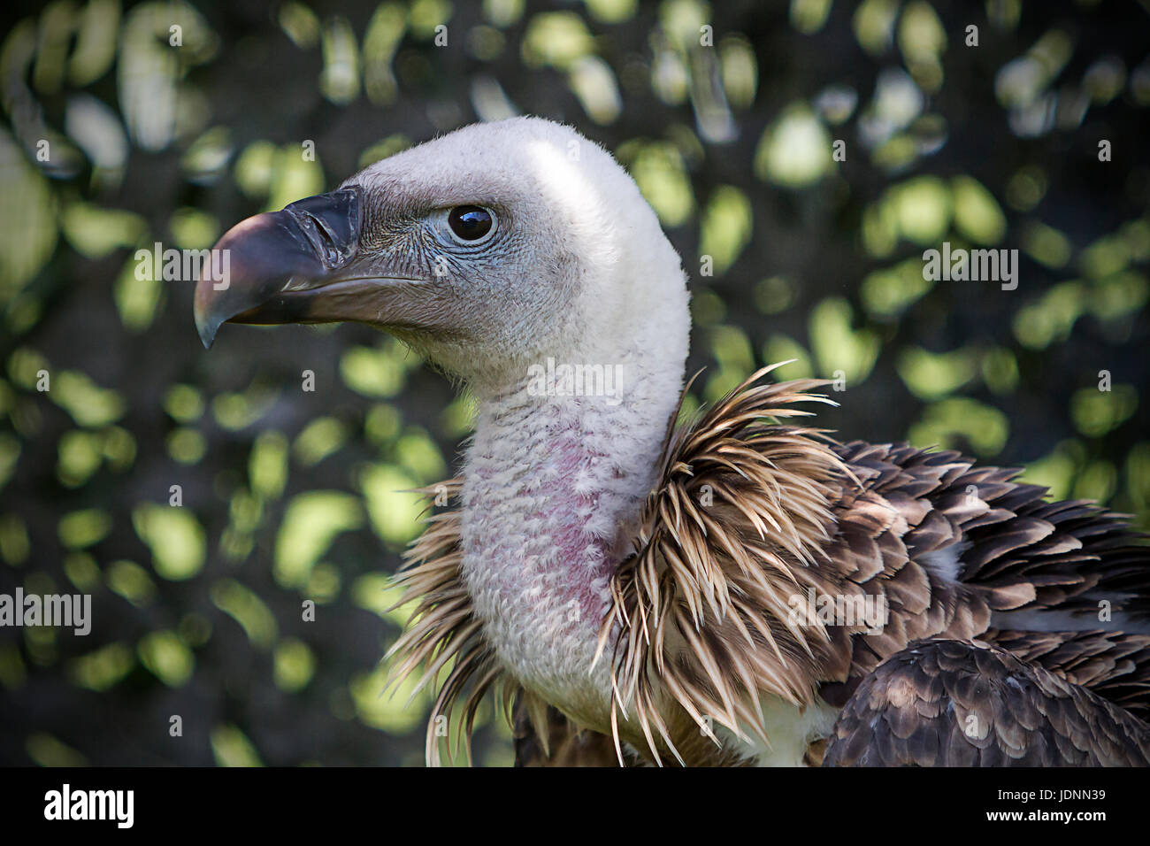 Gauntlet birds of prey hi-res stock photography and images - Alamy