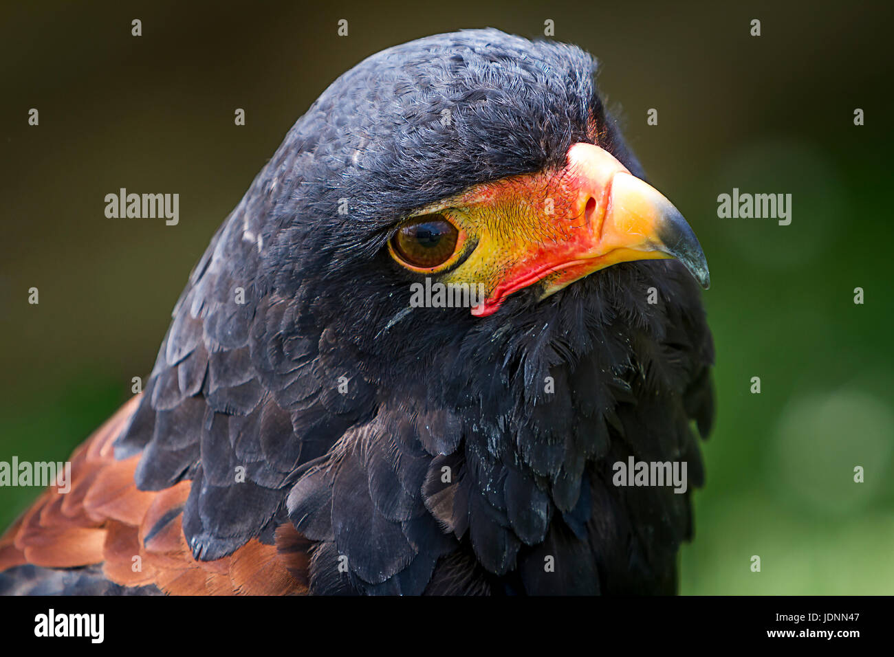 Eddie the Bateleur Eagle owned by Gauntlet Birds of Prey on display at The Cheshire Show 2017 ...
