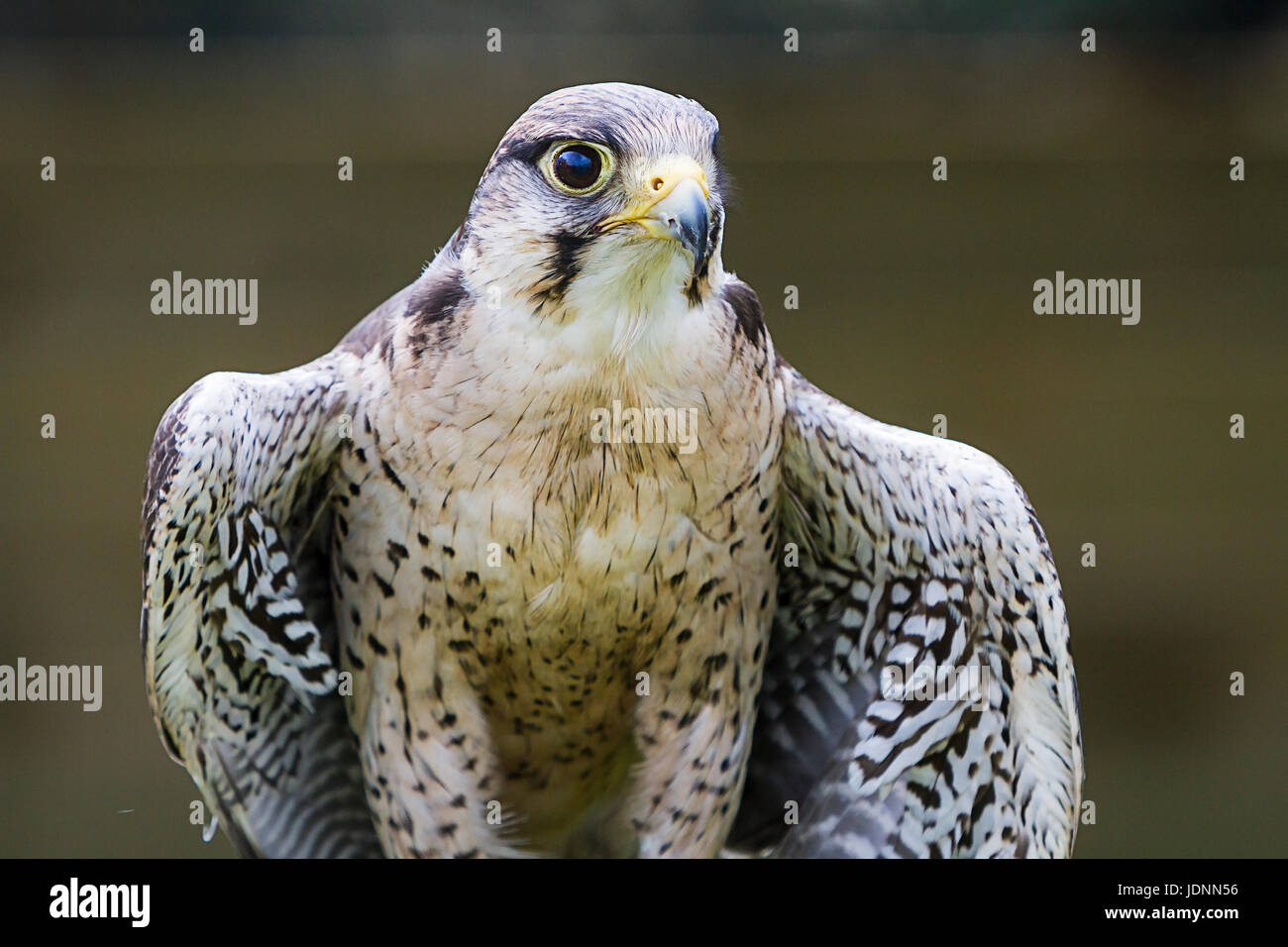 Ferdie the Lanner Falcon owned by Gauntlet Birds of Prey on display at ...
