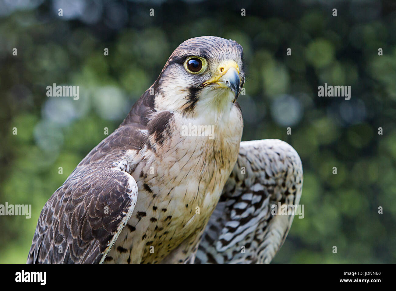 Ferdie the Lanner Falcon owned by Gauntlet Birds of Prey on display at ...