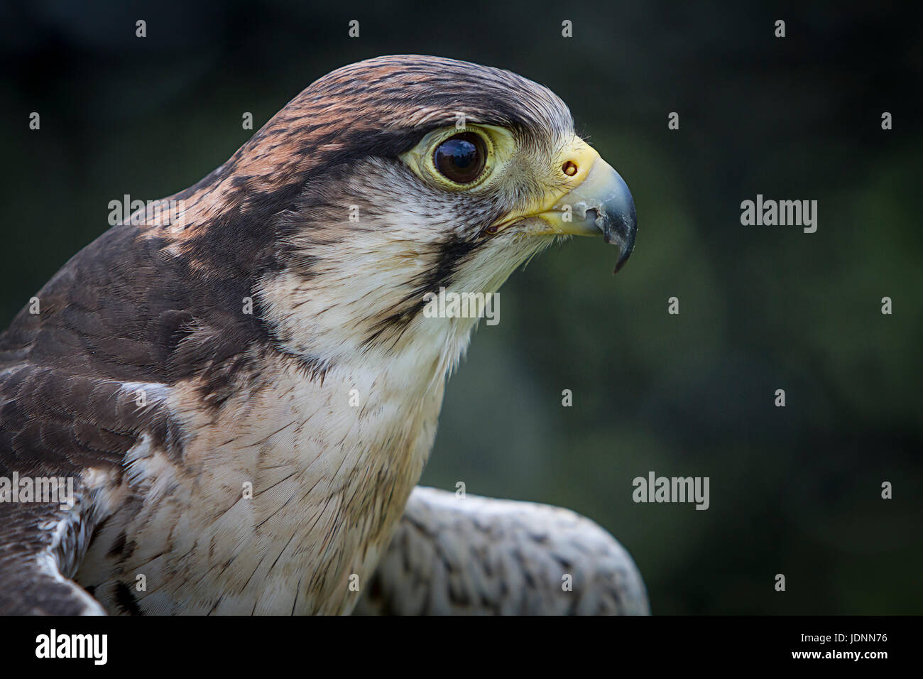 Ferdie the Lanner Falcon owned by Gauntlet Birds of Prey on display at ...