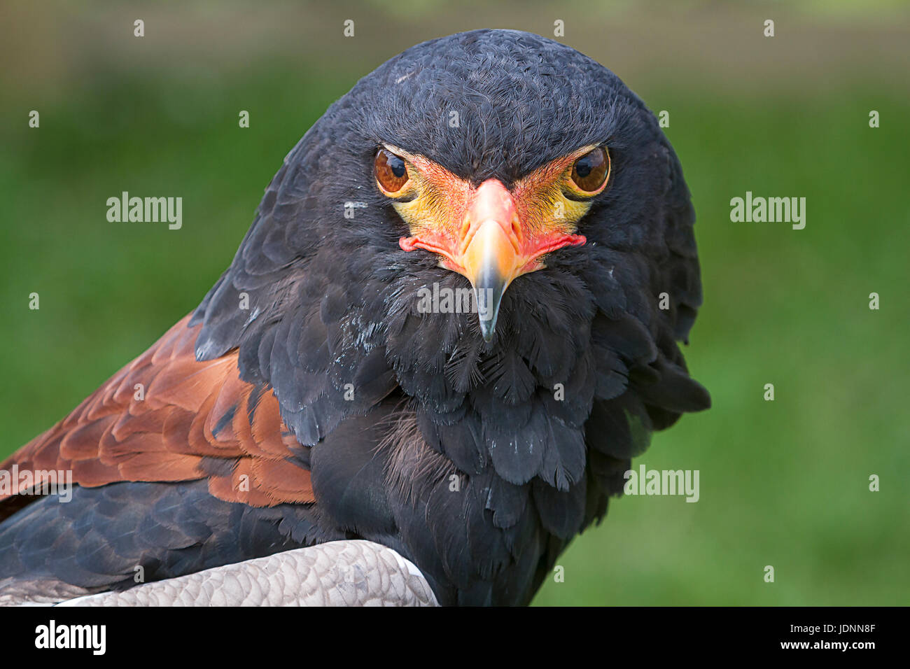 Eddie the Bateleur Eagle owned by Gauntlet Birds of Prey on display at The Cheshire Show 2017 ...