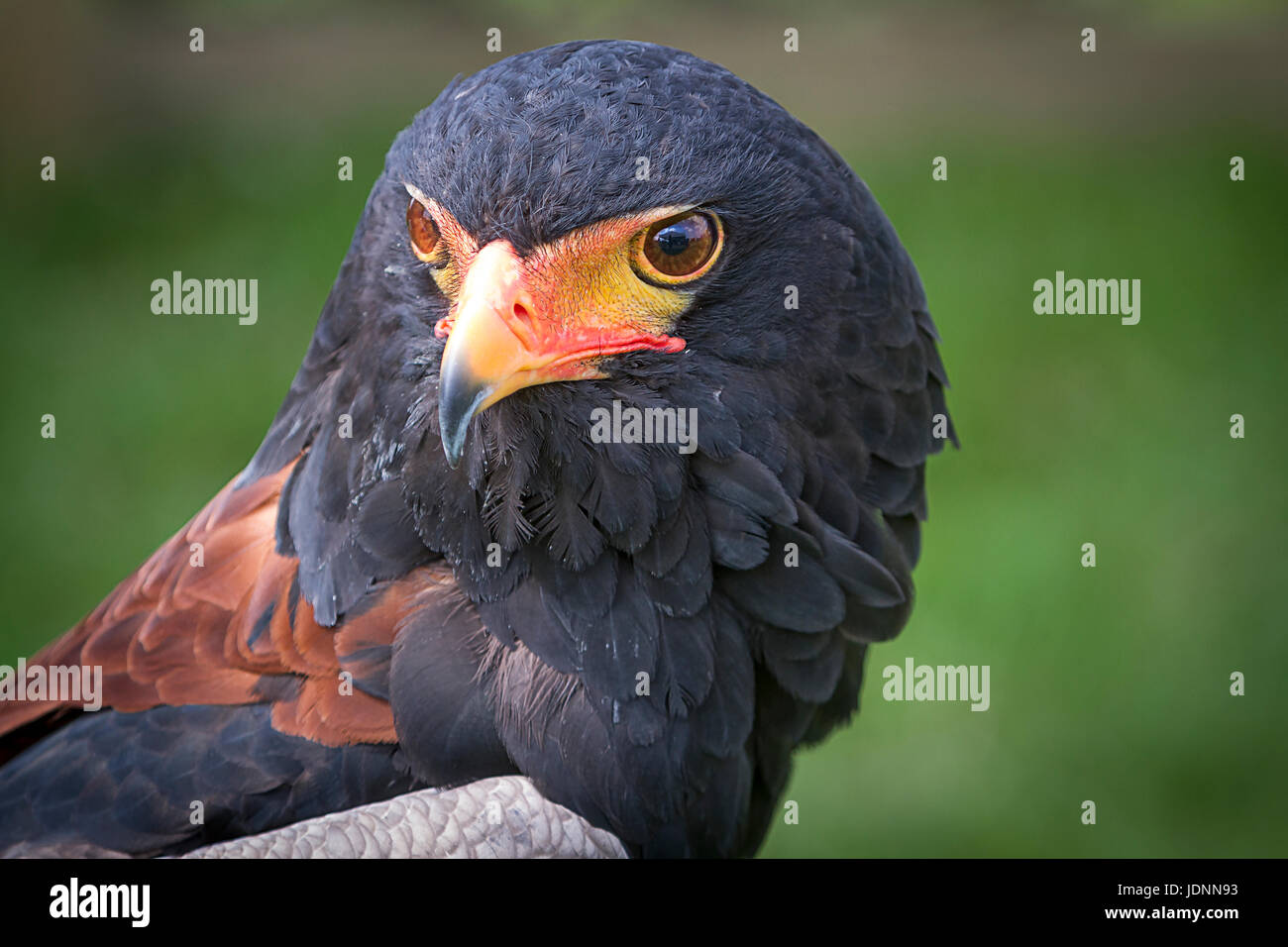 Eddie the Bateleur Eagle owned by Gauntlet Birds of Prey on display at The Cheshire Show 2017 ...