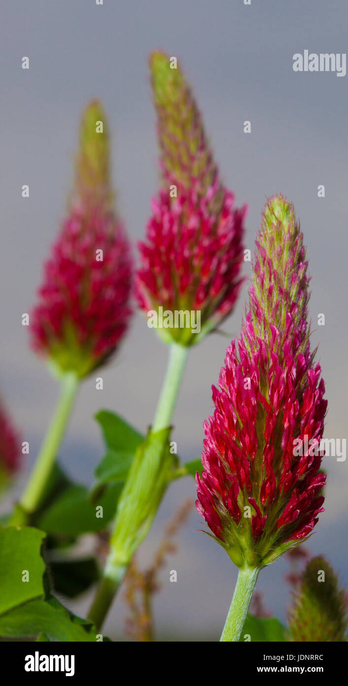 Three blooms on a red clover plant with sky behind Stock Photo - Alamy
