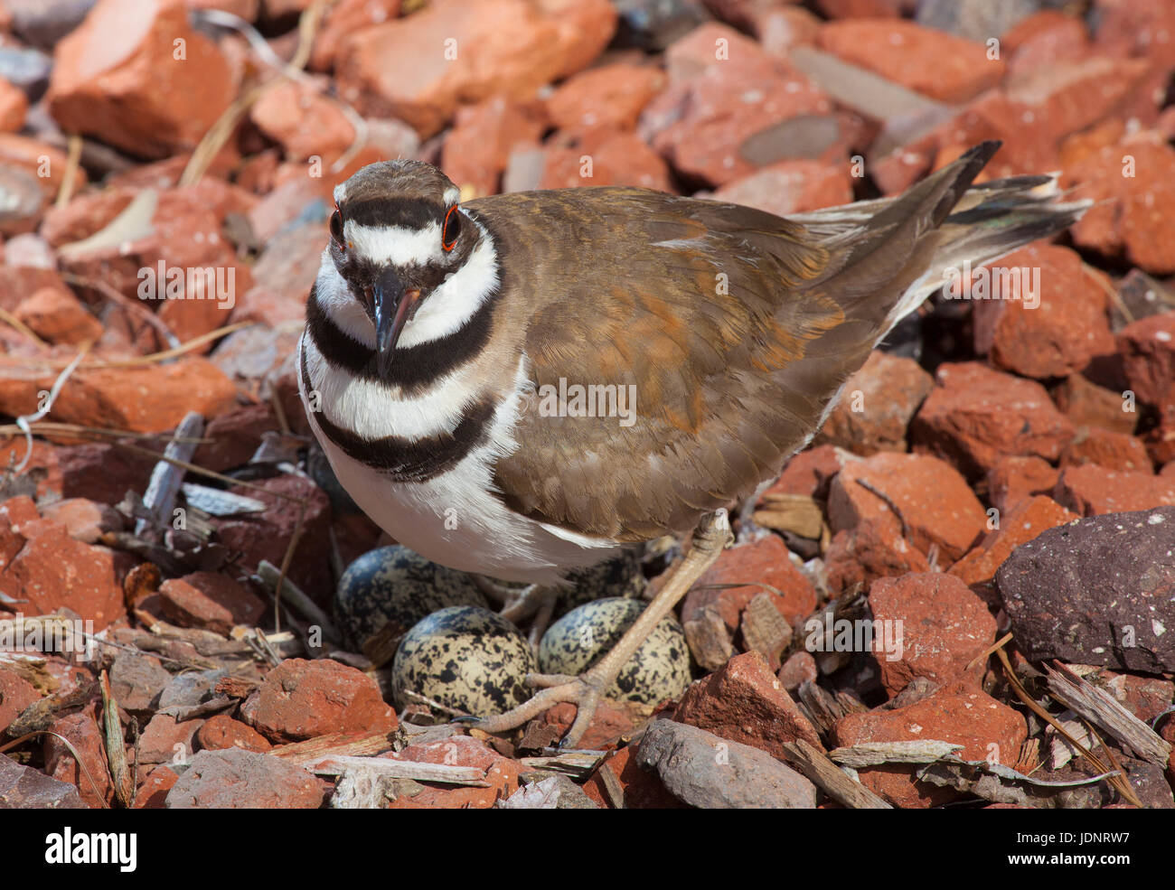 Bird that is guarding its nest and eggs on rocks Stock Photo - Alamy