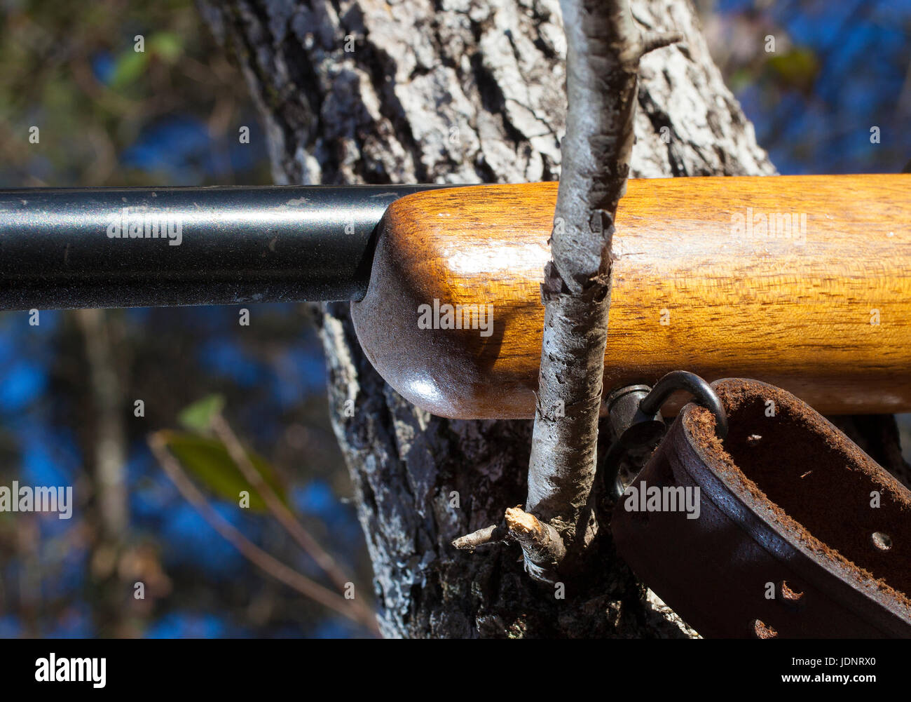 Method of steadying a rifle for a long shot across a tree branch Stock ...