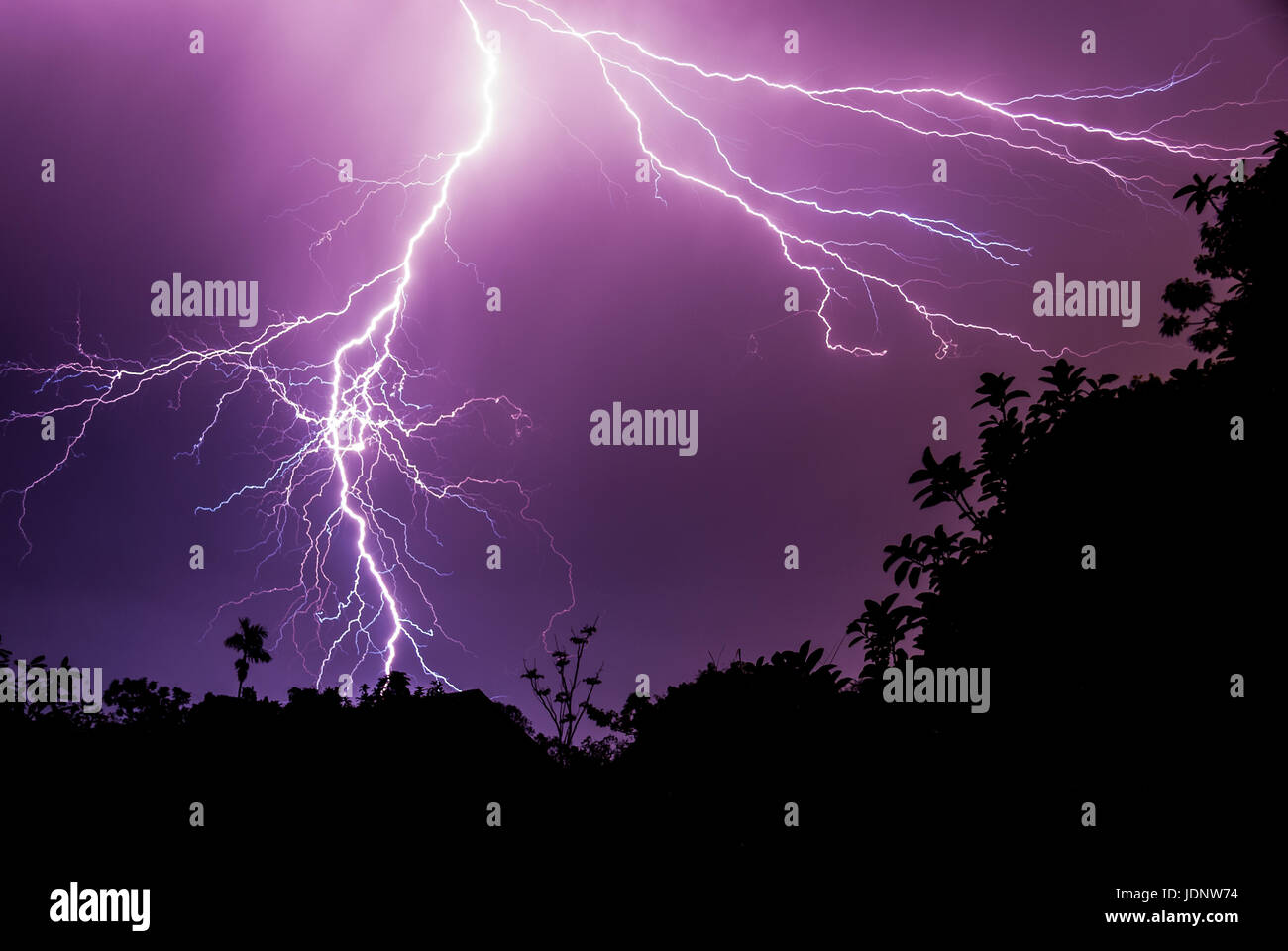 Downward Lightning Stroke on Dark Purple Sky with Silhouette Forest ...