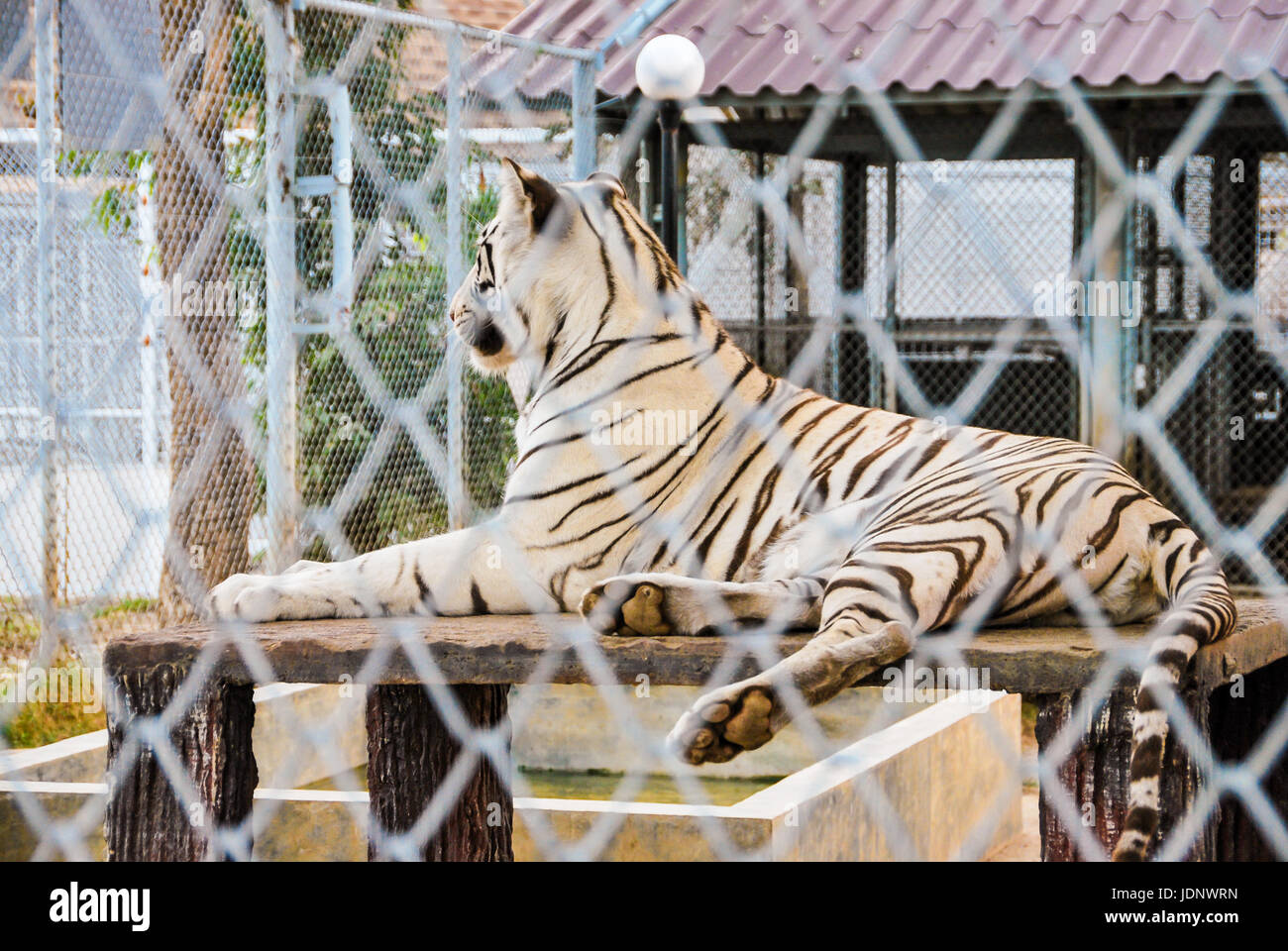 Big Tiger in Steel Wire Mesh Fence [Panthera Tigris] Stock Photo - Alamy