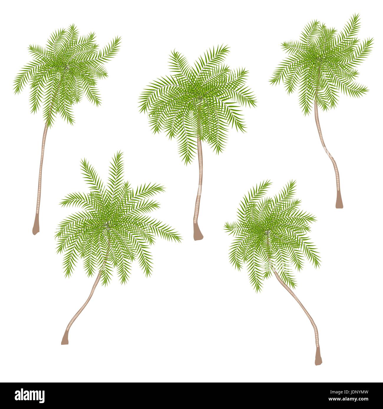 Set of stylized vector cartoon style palm trees isolated on the white ...