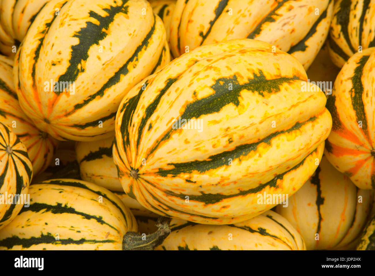 Jester squash hi-res stock photography and images - Alamy