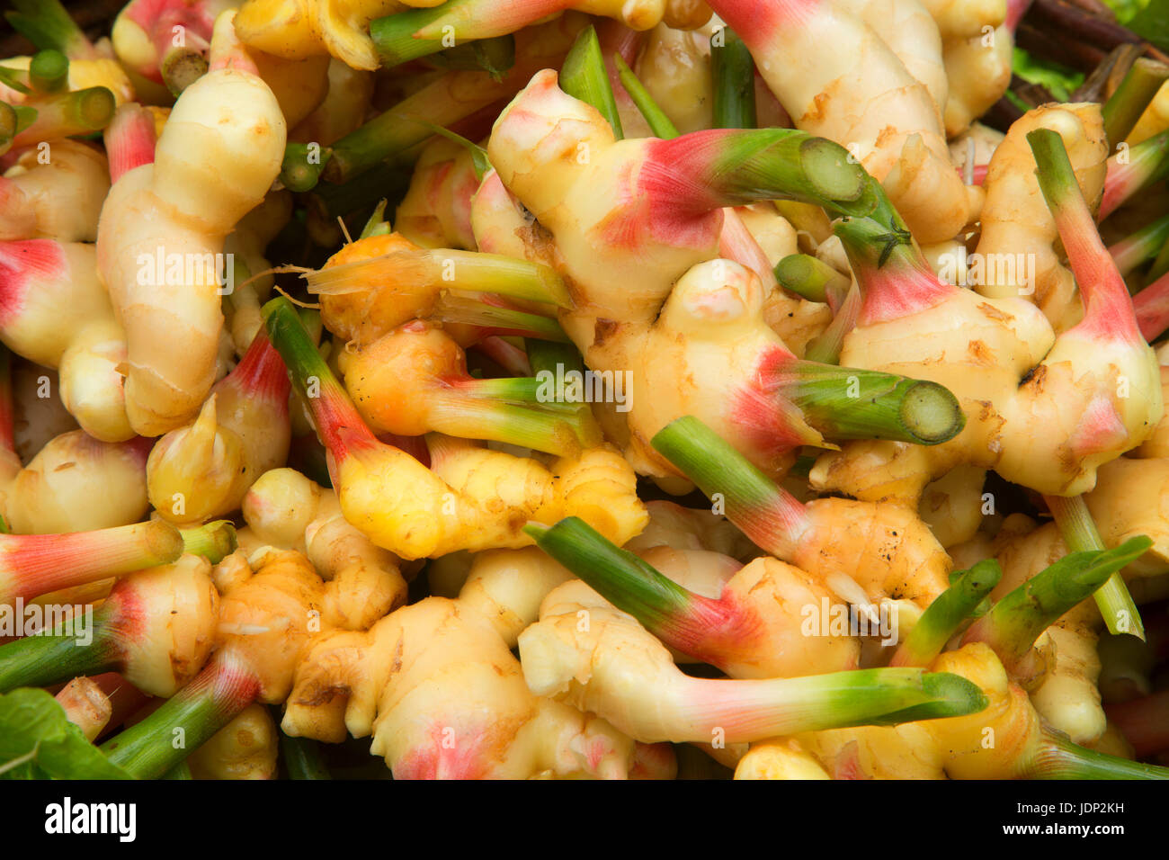 Ginger root farm hi-res stock photography and images - Alamy