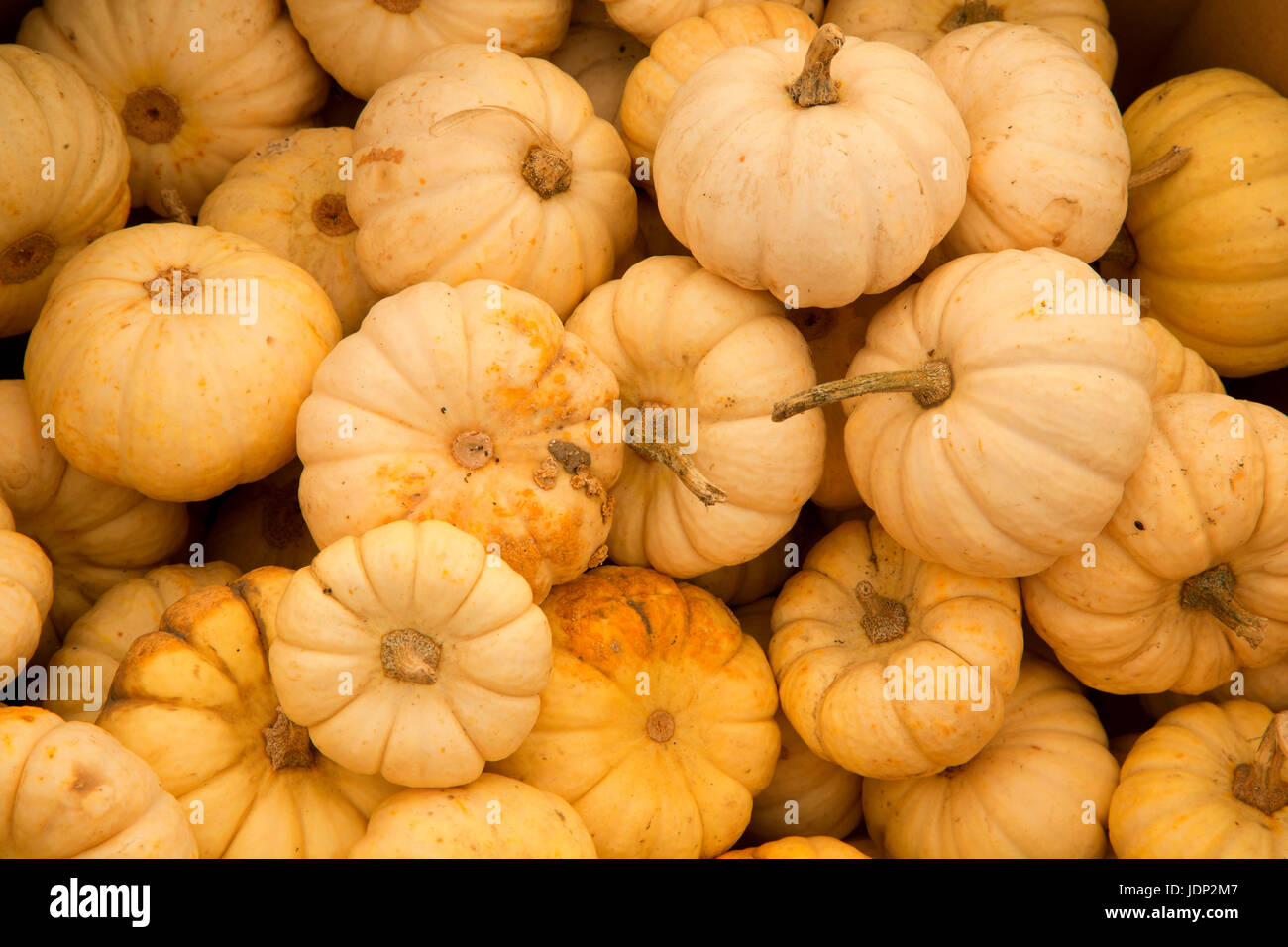 Baby squash hi-res stock photography and images - Alamy