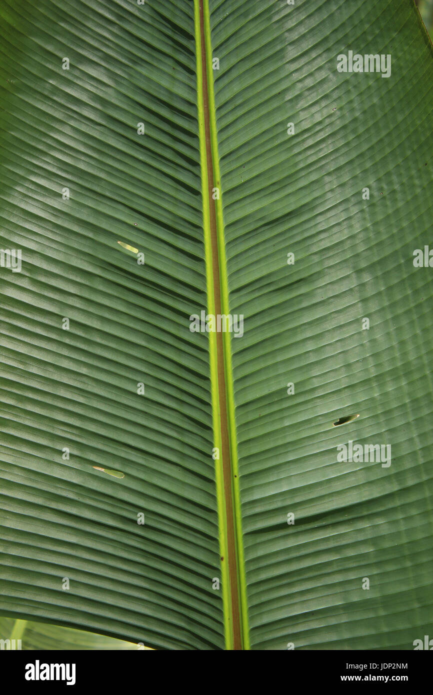 The abstract pattern in the leaf of a banana plant in Cotacachi ...