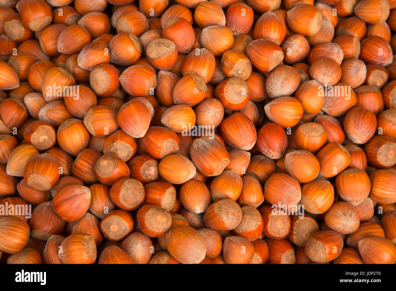 Hazelnuts farm hi-res stock photography and images - Alamy