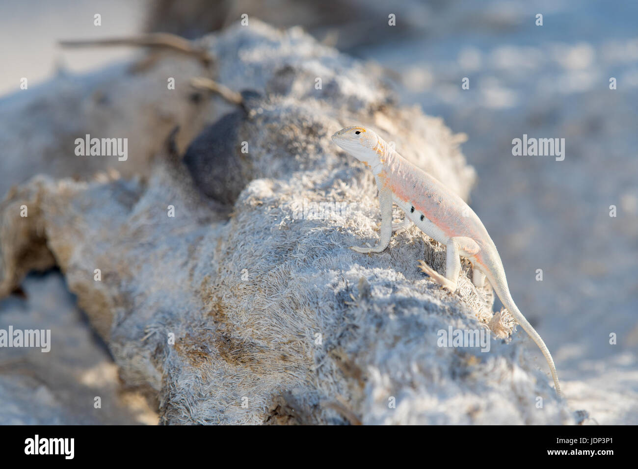 Female Bleached Earless Lizard, (Holbrookia maculate ruthveni), in ...