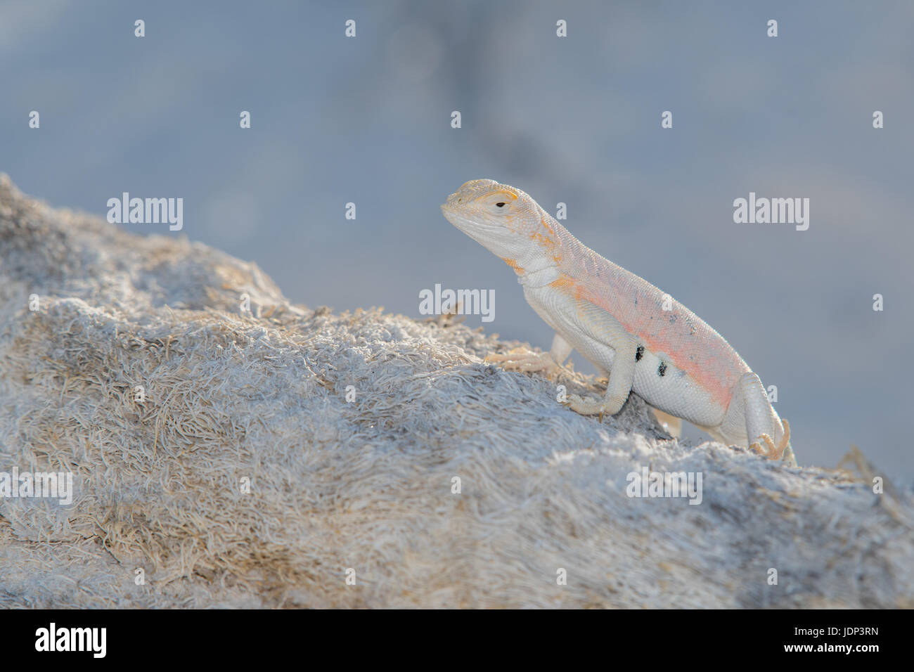 Female Bleached Earless Lizard, (Holbrookia maculate ruthveni), in ...
