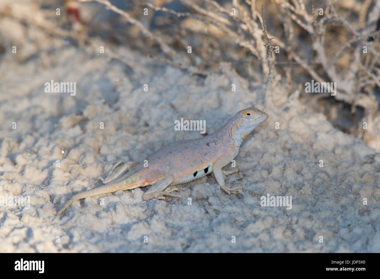 Female Bleached Earless Lizard, (Holbrookia maculate ruthveni), in ...