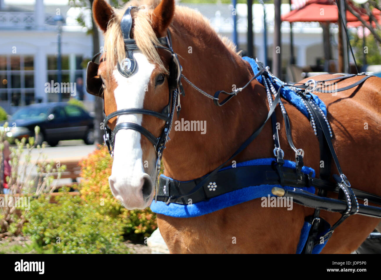 Horse and buggy rides hi-res stock photography and images - Alamy