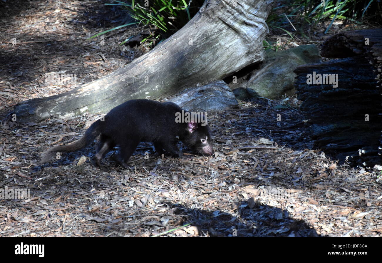 Tasmanian devil conservation park hi-res stock photography and images ...
