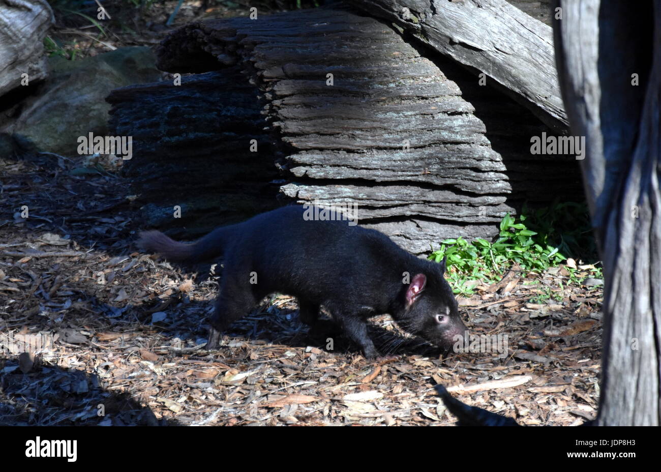 Tasmanian Devil Conservation Park High Resolution Stock Photography and ...