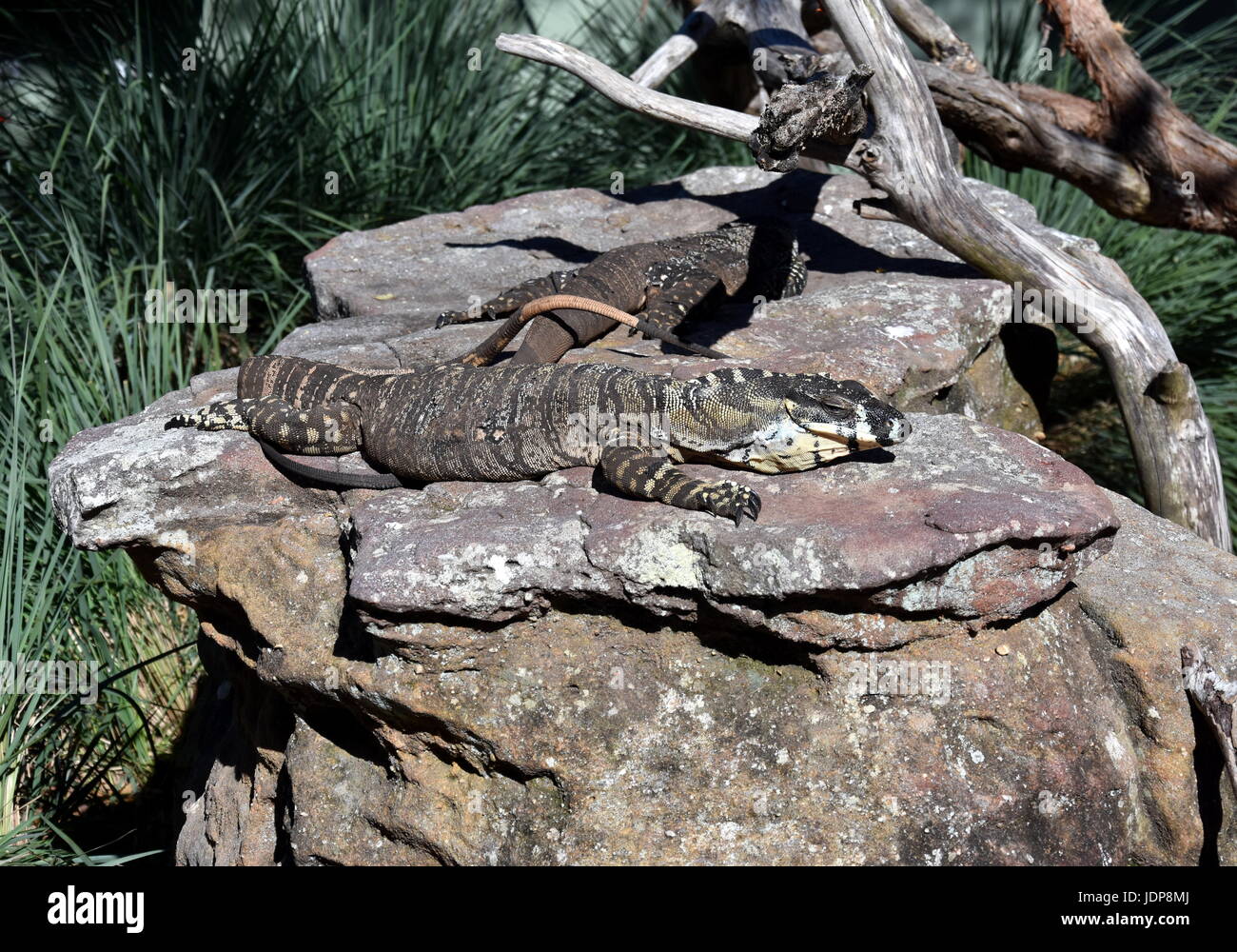 Lizard (Water monitor or Asian water monitor) is a large lizard is type ...