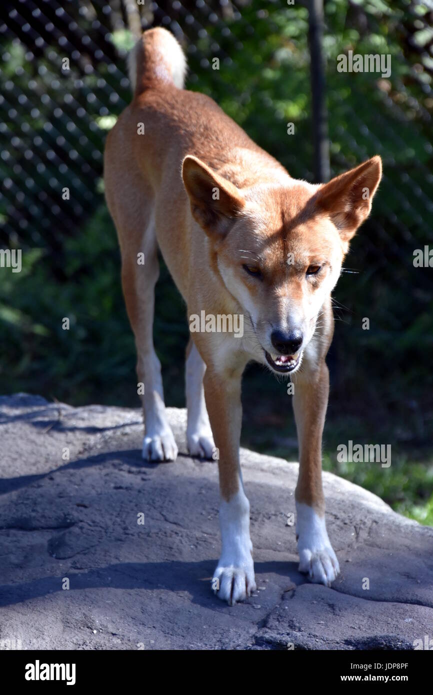Canis Lupus Dingo Dog Predator Australian High Resolution Stock ...