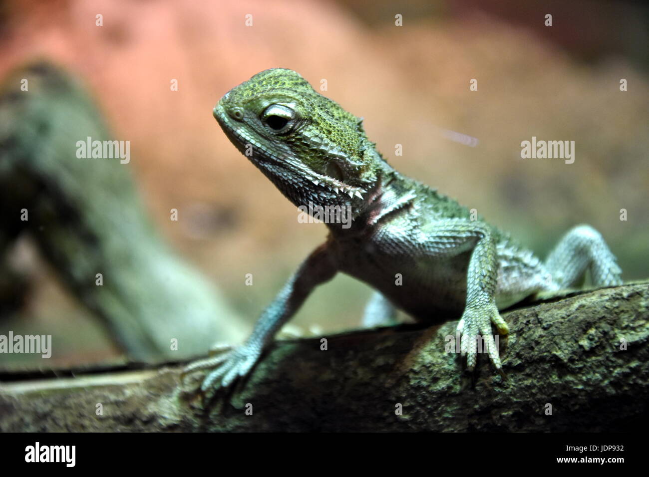 Green forest lizard sitting on a tree. Wild lizard green Stock Photo ...