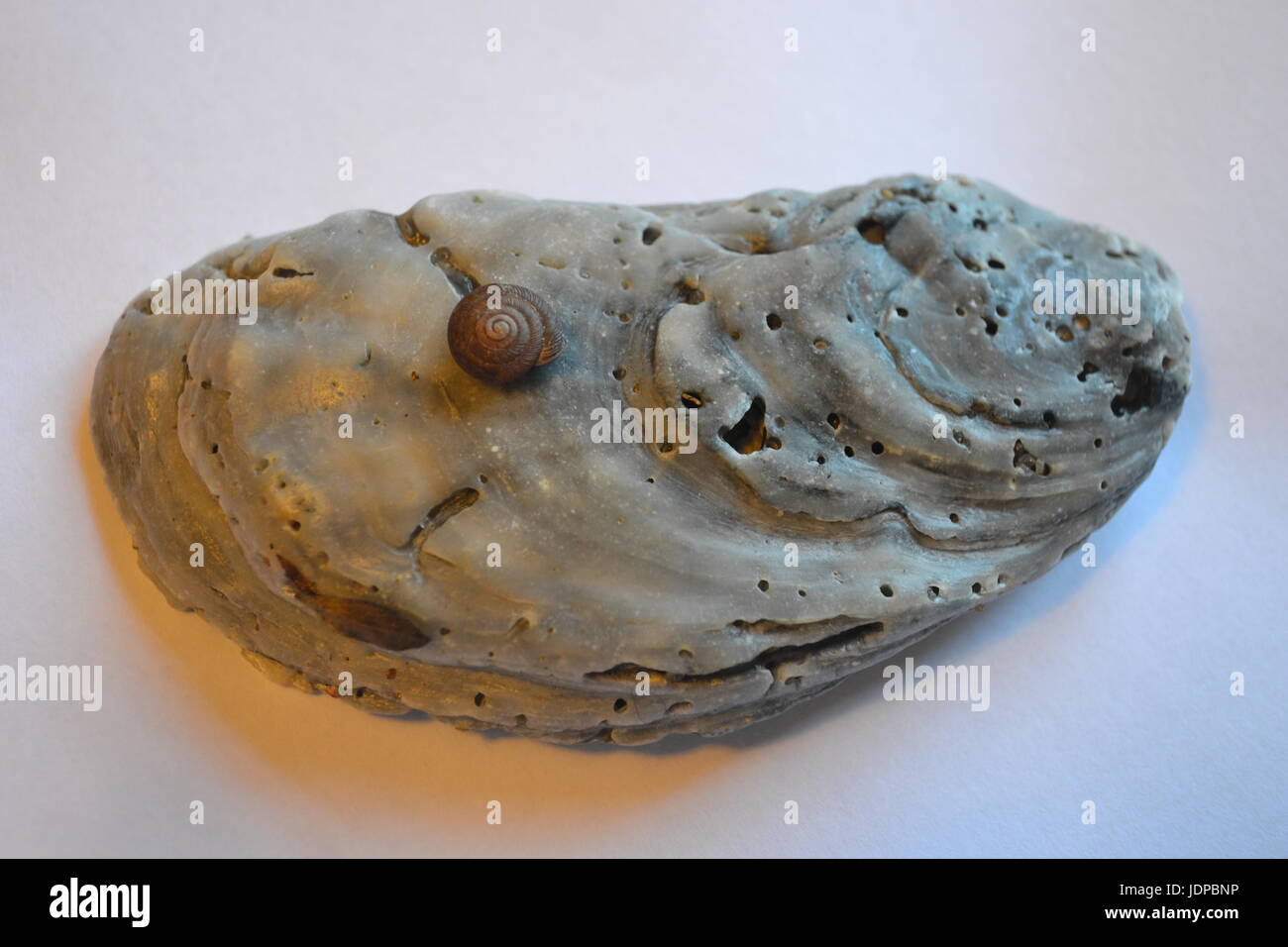 Seashell with snail Stock Photo - Alamy