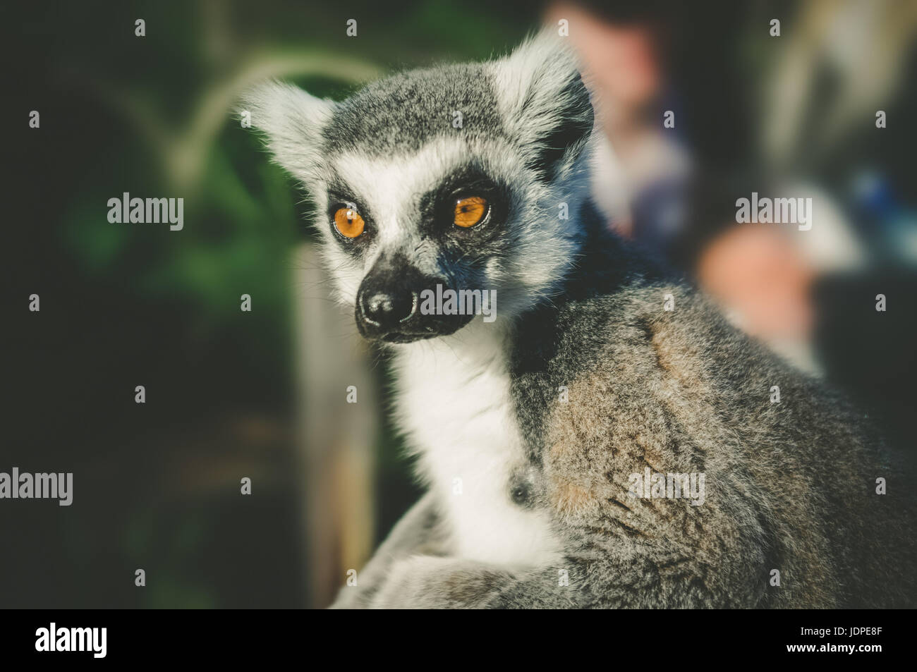 Lemur like hi-res stock photography and images - Alamy