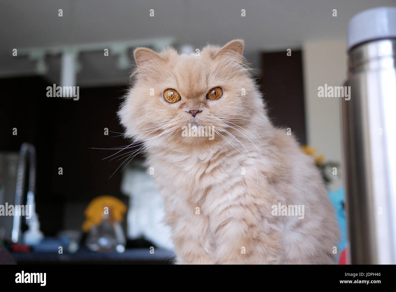 Persian table hi-res stock photography and images - Alamy