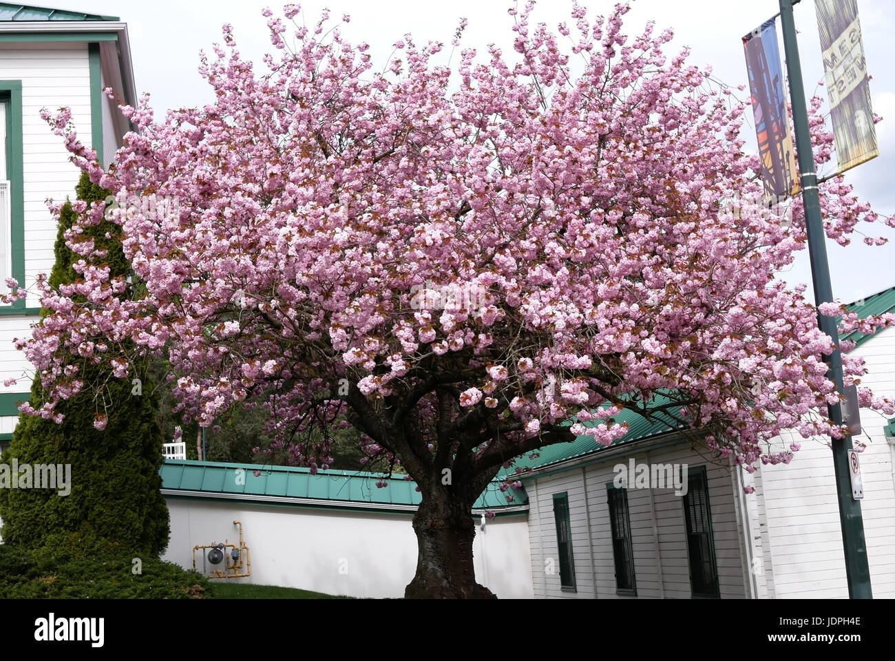 White weeping cherry tree hi-res stock photography and images - Alamy