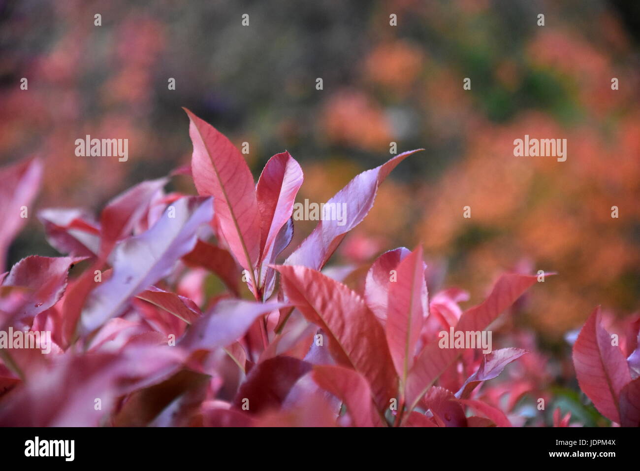 Purple Flowering Sandcherry in full leaf. Prunus cistena. Purple leaf ...