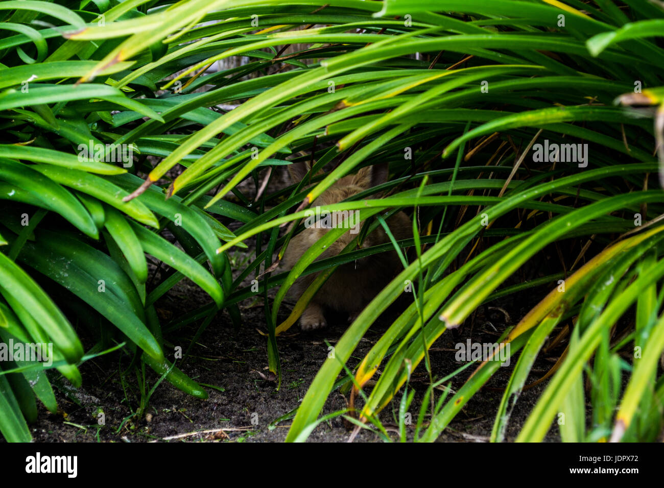 Bunny Hiding From the Rain Stock Photo - Alamy