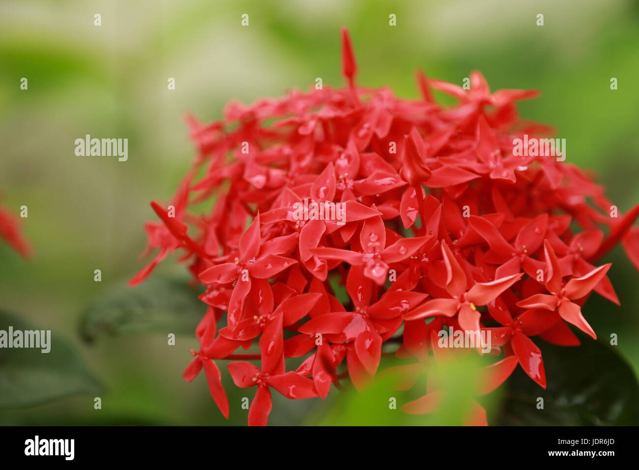 Kerala thechi flower hi-res stock photography and images - Alamy