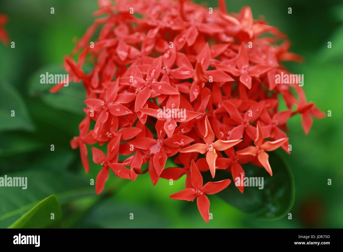 Kerala Thechi Flower High Resolution Stock Photography and Images - Alamy