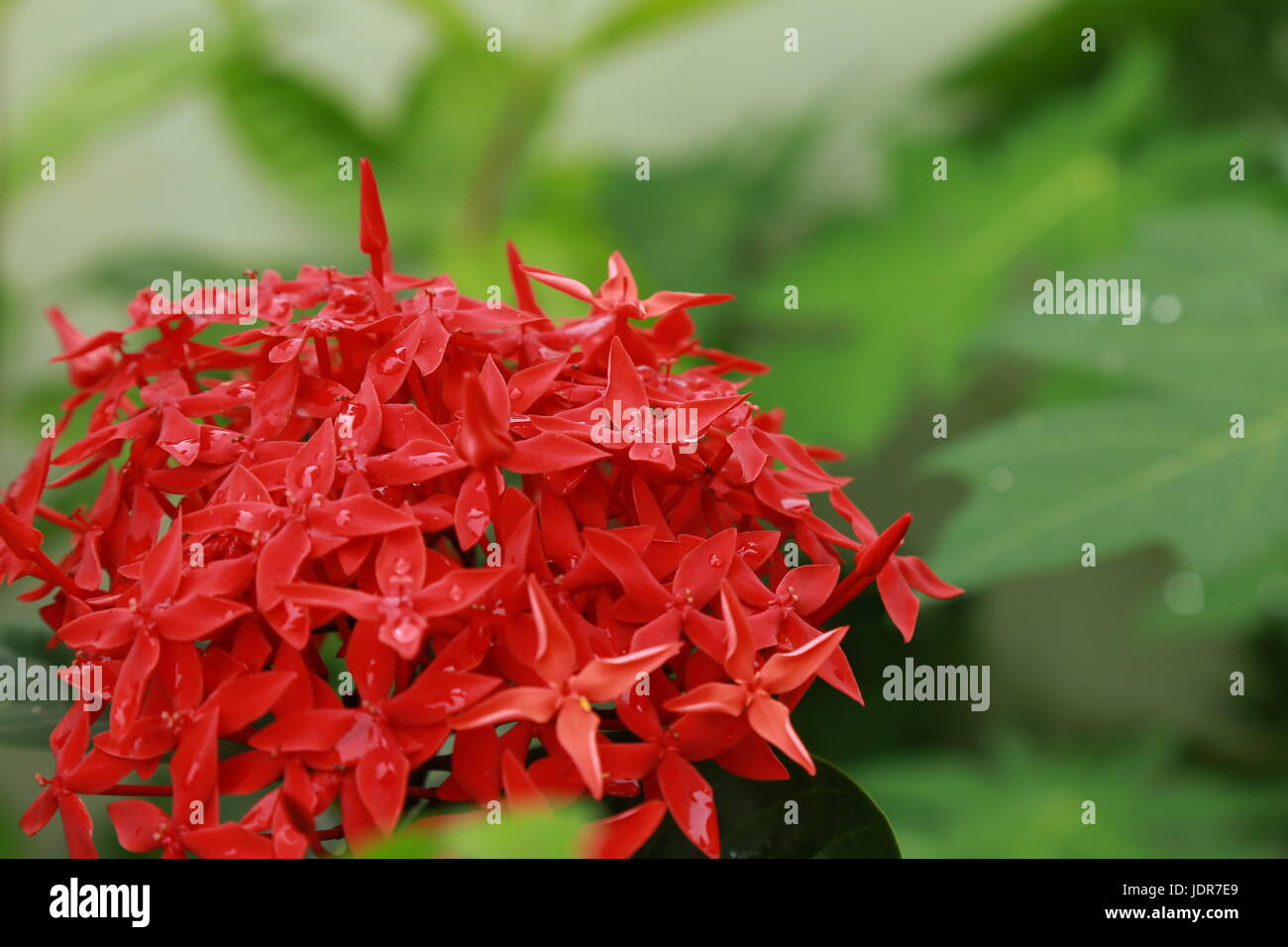 Kerala thechi flower hi-res stock photography and images - Alamy