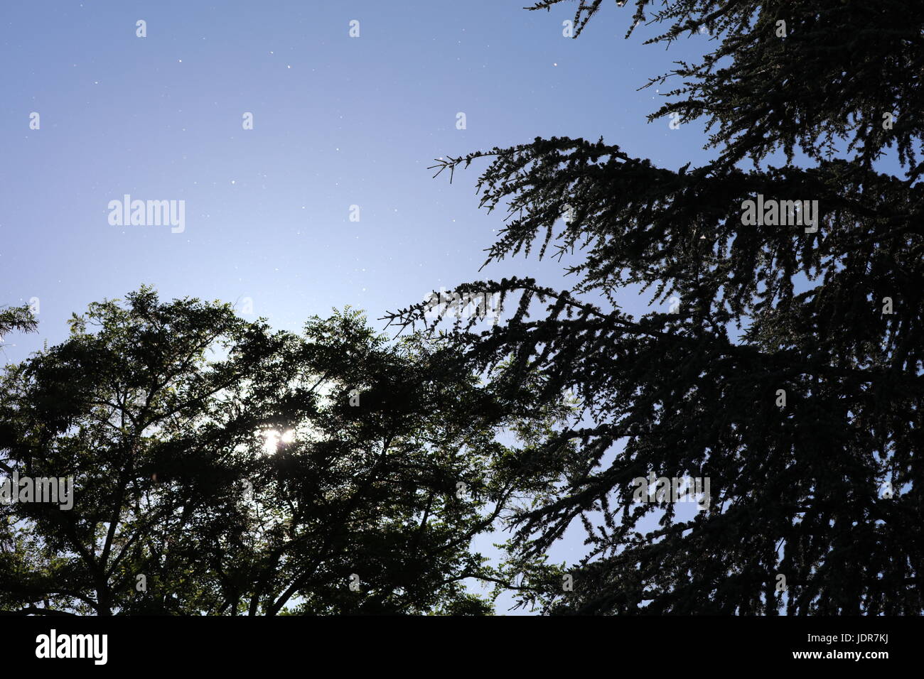 Poplar pollen hi-res stock photography and images - Alamy