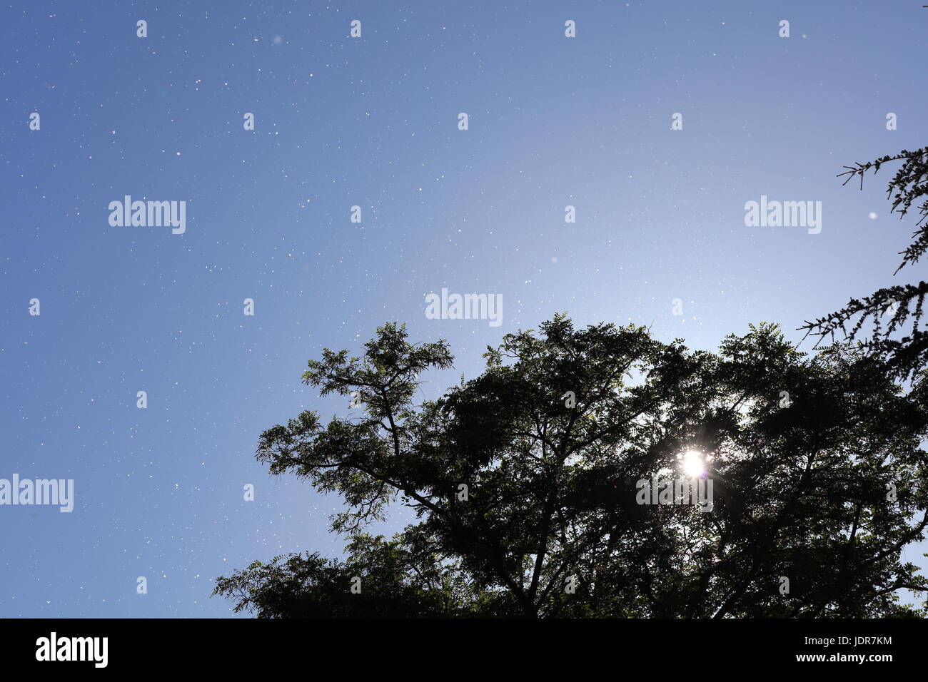 Poplar pollen hi-res stock photography and images - Alamy