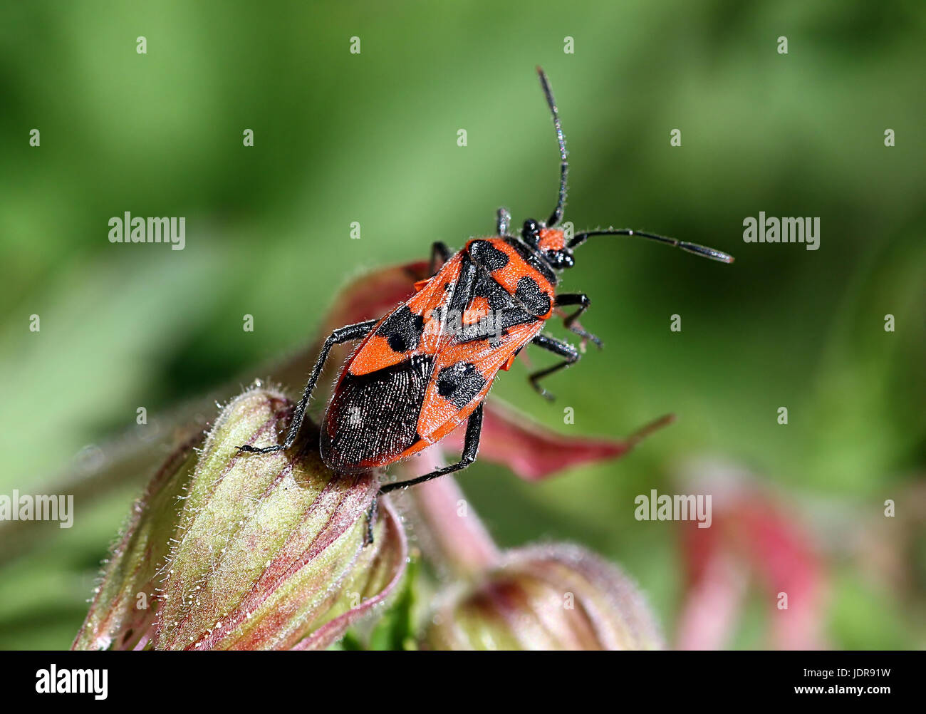 European Cinnamon bug (Corizus hyoscyami), a..a. Black and red squash ...