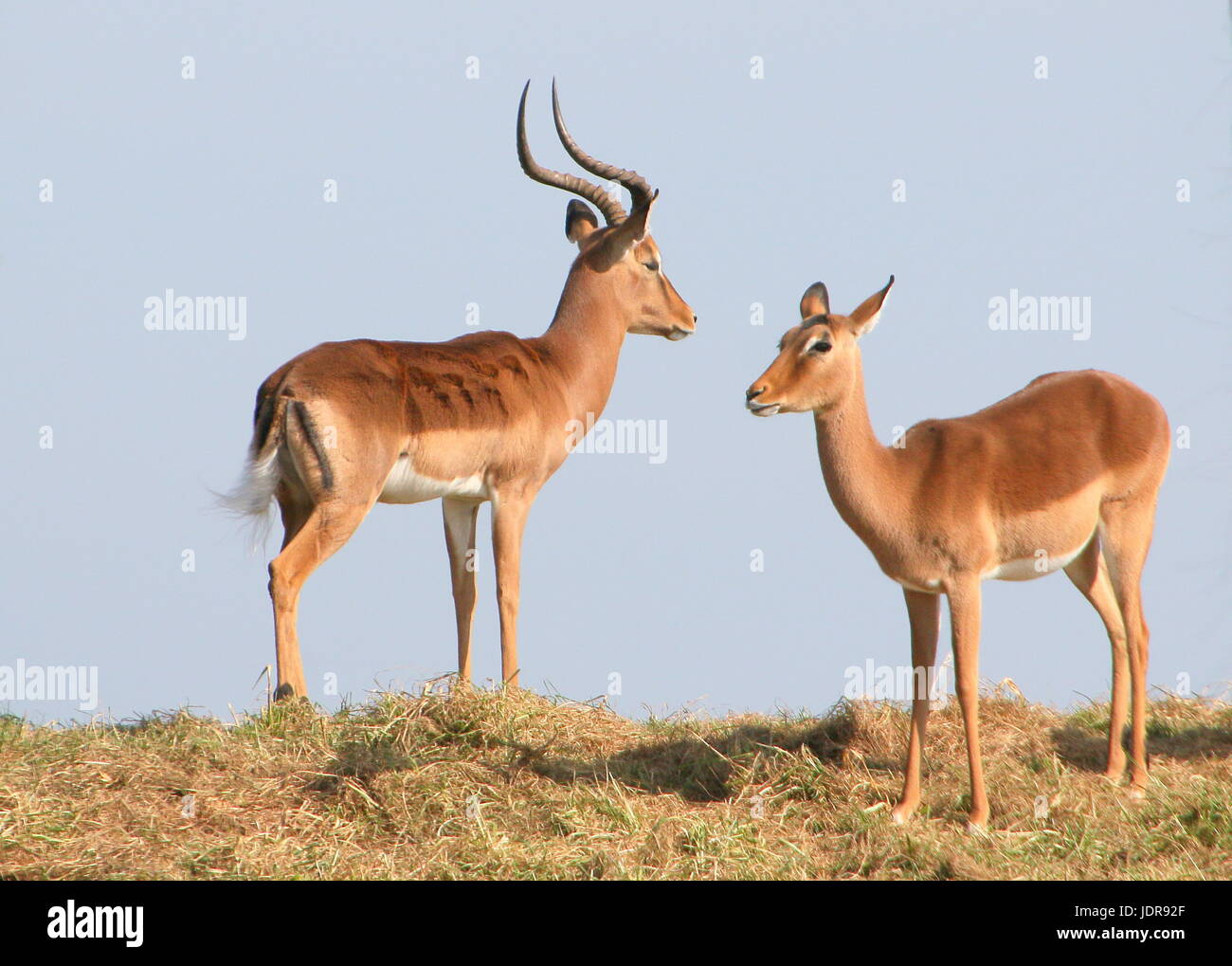 Mature South African Impala buck (Aepyceros melampus) on top of a hill ...