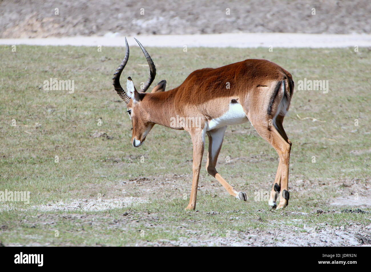 Mature south african impala buck hi-res stock photography and images ...