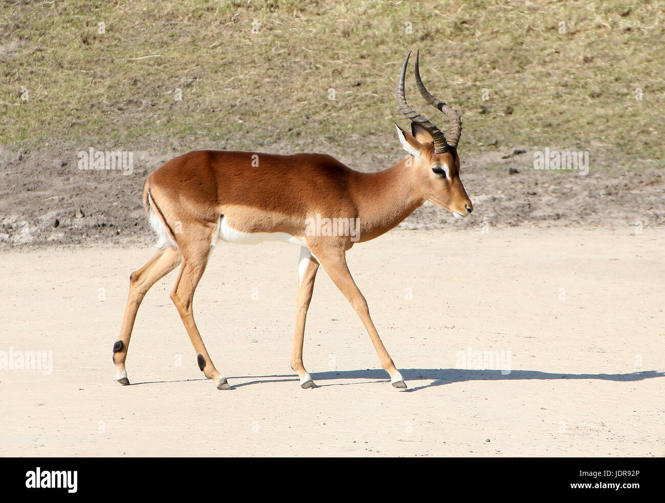Mature South African Impala buck (Aepyceros melampus Stock Photo - Alamy