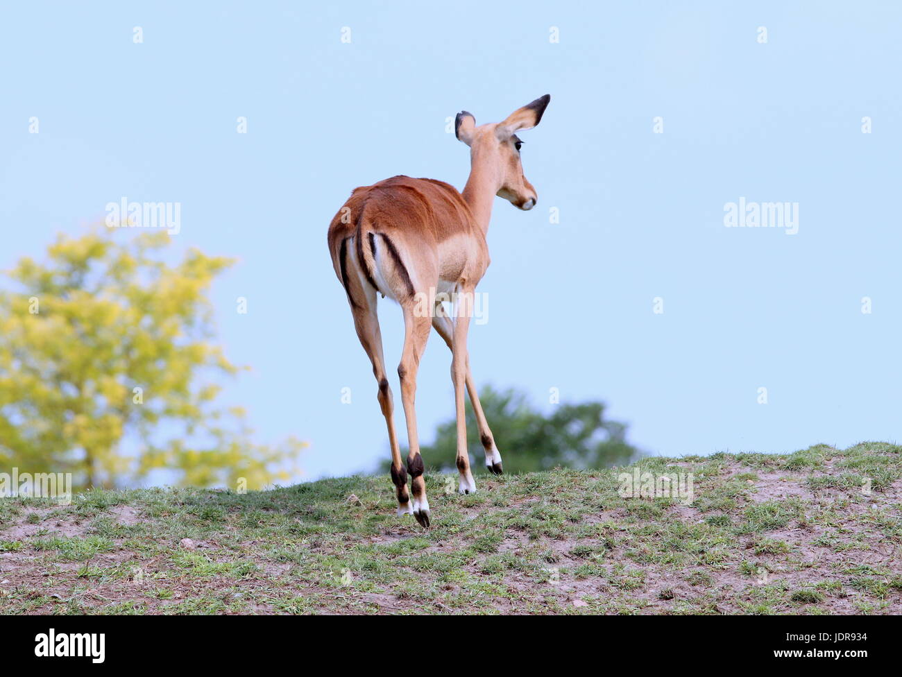 South african impala hi-res stock photography and images - Alamy