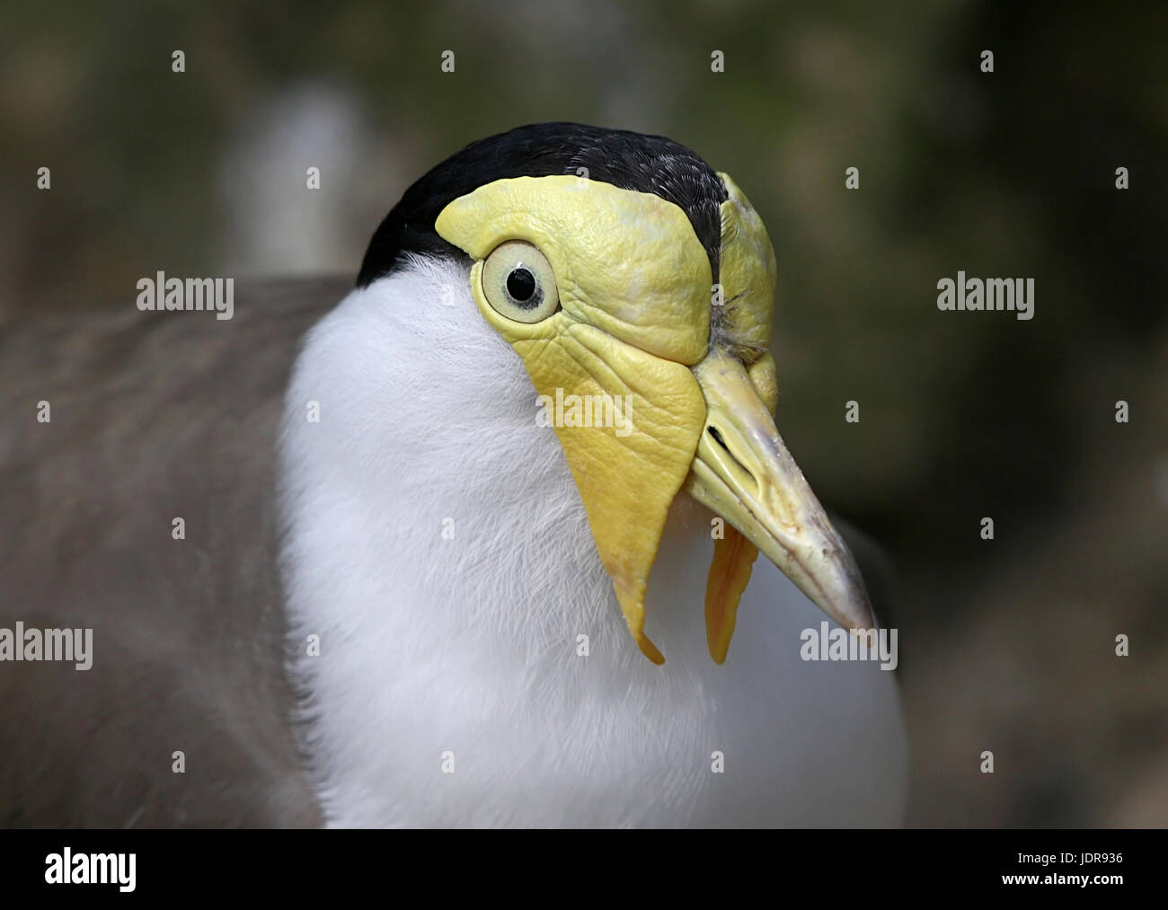 Australian Masked Lapwing (Vanellus miles) close up portrait Stock ...